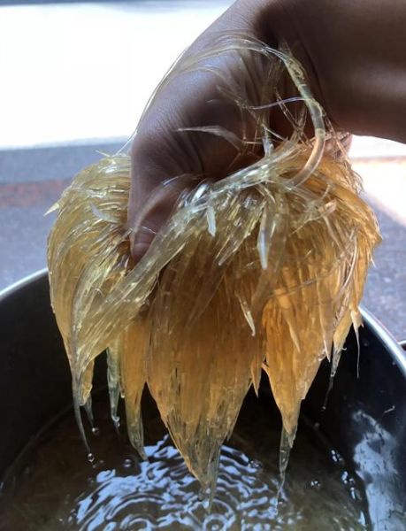 鱼翅怎么泡发_鱼翅怎么吃法大全集-第2张图片-山城妙识