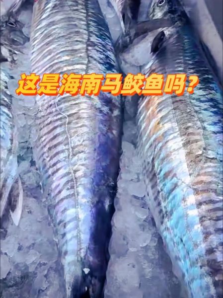 鲅鱼是什么鱼_鲅鱼和马鲛鱼的区别-第1张图片-山城妙识