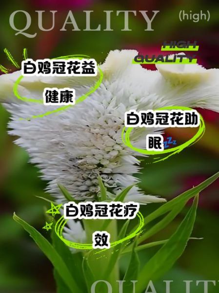 鸡冠花的功效与作用_鸡冠花怎么吃-第2张图片-山城妙识 鸡冠花的功效与作用_鸡冠花怎么吃-第2张图片-山城妙识