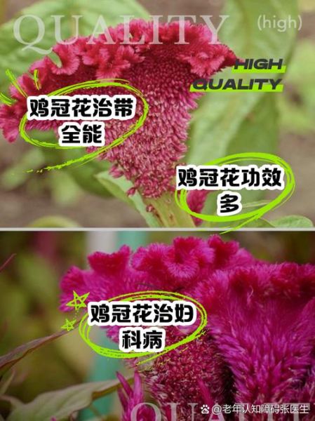 鸡冠花的功效与作用_鸡冠花怎么吃-第1张图片-山城妙识 鸡冠花的功效与作用_鸡冠花怎么吃-第1张图片-山城妙识