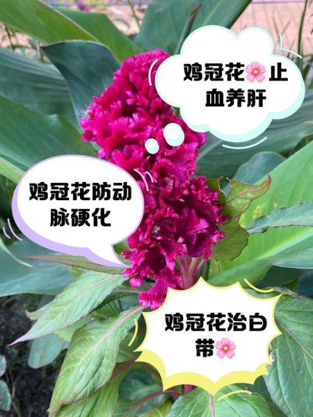 鸡冠花的功效与作用_鸡冠花怎么吃-第3张图片-山城妙识 鸡冠花的功效与作用_鸡冠花怎么吃-第3张图片-山城妙识