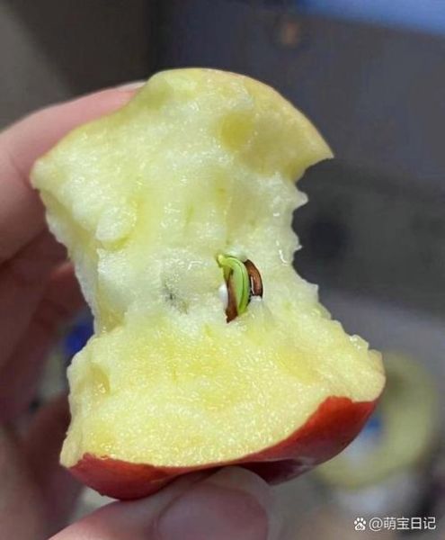 为什么苹果核不能吃_哪些食物不能一起吃-第2张图片-山城妙识