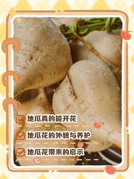 地瓜花图片大全_如何区分品种-第1张图片-山城妙识 地瓜花图片大全_如何区分品种-第1张图片-山城妙识