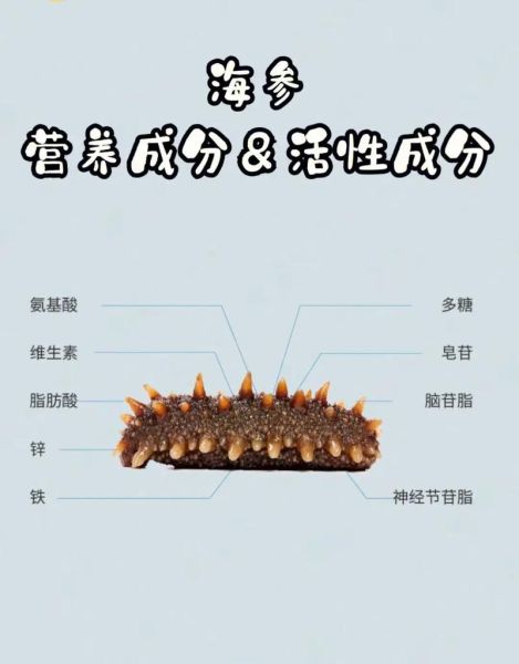 海参的营养价值_海参的禁忌人群有哪些-第2张图片-山城妙识 海参的营养价值_海参的禁忌人群有哪些-第2张图片-山城妙识