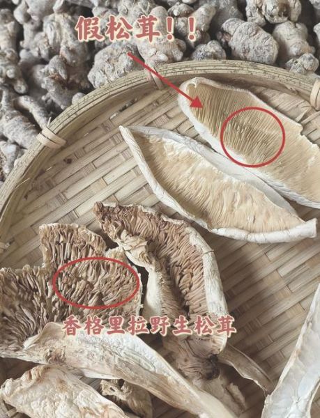 松茸变质什么样子_如何辨别还能不能吃-第1张图片-山城妙识 松茸变质什么样子_如何辨别还能不能吃-第1张图片-山城妙识