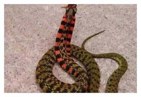 看见野鸡脖子蛇为什么要打死_野鸡脖子蛇有毒吗-第1张图片-山城妙识 看见野鸡脖子蛇为什么要打死_野鸡脖子蛇有毒吗-第1张图片-山城妙识