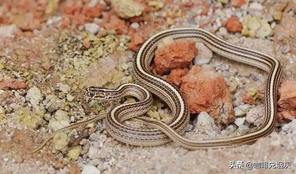 看见野鸡脖子蛇为什么要打死_野鸡脖子蛇有毒吗-第3张图片-山城妙识 看见野鸡脖子蛇为什么要打死_野鸡脖子蛇有毒吗-第3张图片-山城妙识