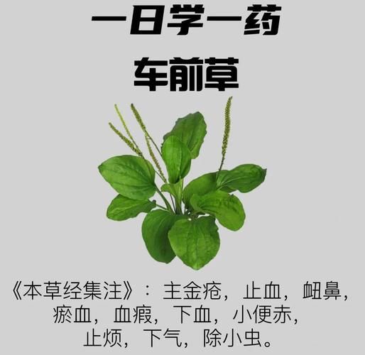 车前草的功效与作用_车前草图片长什么样-第3张图片-山城妙识 车前草的功效与作用_车前草图片长什么样-第3张图片-山城妙识