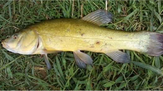 鲈鱼是世界上最脏的鱼_真相还是谣言-第2张图片-山城妙识 鲈鱼是世界上最脏的鱼_真相还是谣言-第2张图片-山城妙识