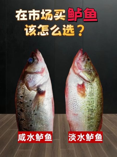 鲈鱼是世界上最脏的鱼_真相还是谣言-第1张图片-山城妙识 鲈鱼是世界上最脏的鱼_真相还是谣言-第1张图片-山城妙识
