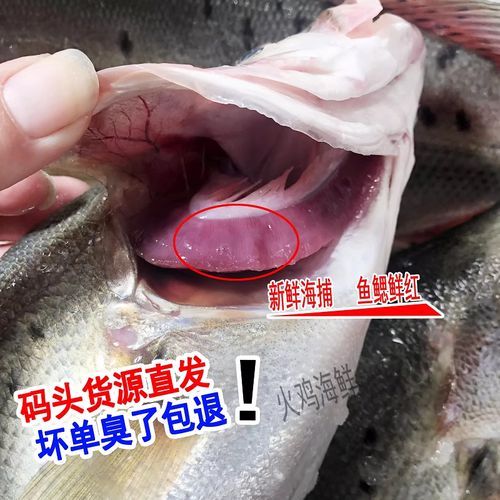 鲈鱼是世界上最脏的鱼_真相还是谣言-第3张图片-山城妙识 鲈鱼是世界上最脏的鱼_真相还是谣言-第3张图片-山城妙识