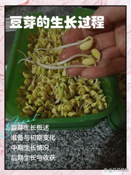 生黄豆芽怎么发_生黄豆芽图片步骤-第3张图片-山城妙识 生黄豆芽怎么发_生黄豆芽图片步骤-第3张图片-山城妙识