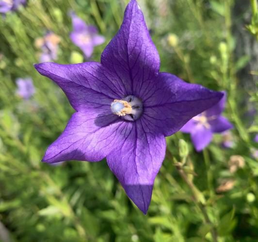 桔梗怎么读_桔梗的正确拼音-第1张图片-山城妙识 桔梗怎么读_桔梗的正确拼音-第1张图片-山城妙识