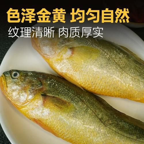 舟山野生大黄鱼多少钱一斤_如何辨别真假-第3张图片-山城妙识