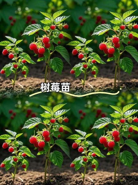 小覆盆子和大覆盆子的区别_哪个更好吃-第3张图片-山城妙识 小覆盆子和大覆盆子的区别_哪个更好吃-第3张图片-山城妙识