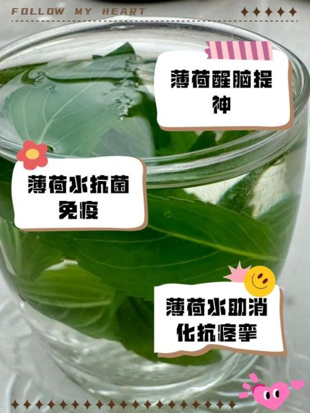 薄荷叶可以直接泡水吗_薄荷叶泡水正确方法-第1张图片-山城妙识