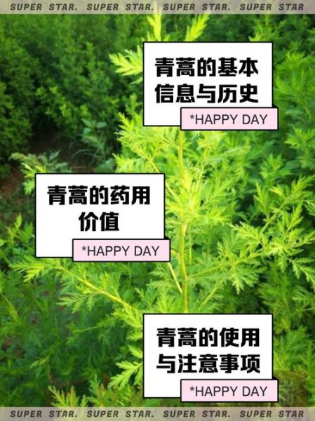 青蒿的功效与作用有哪些_青蒿主治什么病-第3张图片-山城妙识 青蒿的功效与作用有哪些_青蒿主治什么病-第3张图片-山城妙识