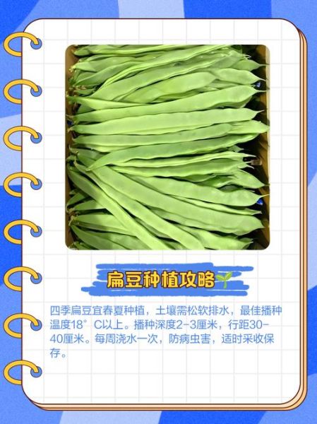 又扁又薄的豆角叫什么_扁豆角和四季豆区别-第2张图片-山城妙识 又扁又薄的豆角叫什么_扁豆角和四季豆区别-第2张图片-山城妙识