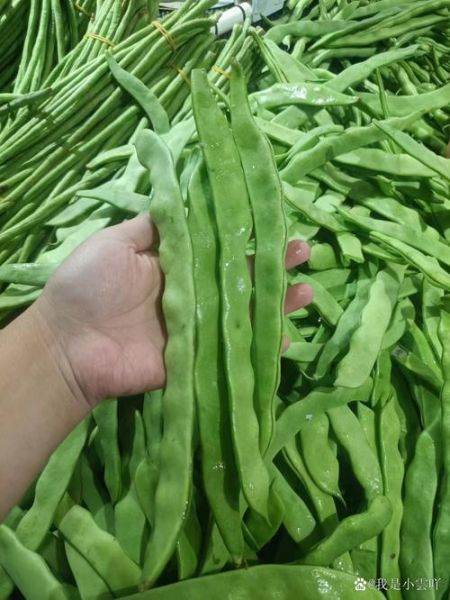 又扁又薄的豆角叫什么_扁豆角和四季豆区别-第3张图片-山城妙识 又扁又薄的豆角叫什么_扁豆角和四季豆区别-第3张图片-山城妙识