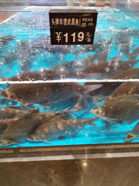 武昌鱼股票代码是多少_武昌鱼股票还能买吗-第1张图片-山城妙识