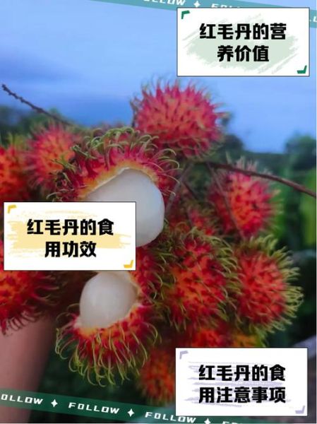 红毛丹的功效与作用_红毛丹的禁忌有哪些-第3张图片-山城妙识