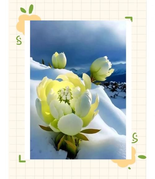 藏雪莲怎么吃_藏雪莲的正确食用方法-第2张图片-山城妙识