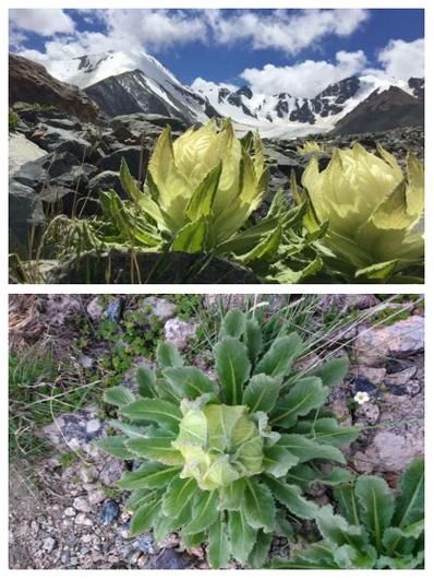 藏雪莲怎么吃_藏雪莲的正确食用方法-第3张图片-山城妙识