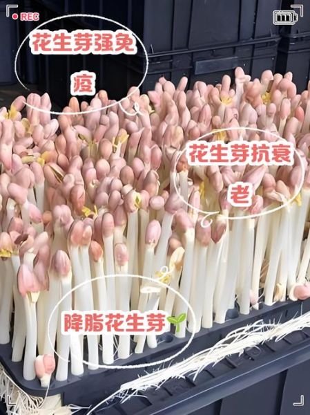 花生芽的功效与作用_花生芽怎么吃最好-第3张图片-山城妙识