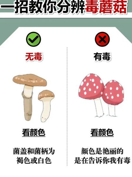 松树林里有哪些可食用蘑菇_如何分辨毒蘑菇-第1张图片-山城妙识 松树林里有哪些可食用蘑菇_如何分辨毒蘑菇-第1张图片-山城妙识