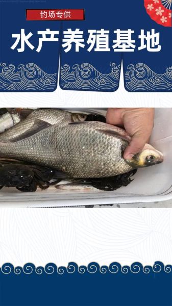 鳊鱼价格多少钱一斤_鳊鱼为什么时贵时便宜-第3张图片-山城妙识 鳊鱼价格多少钱一斤_鳊鱼为什么时贵时便宜-第3张图片-山城妙识