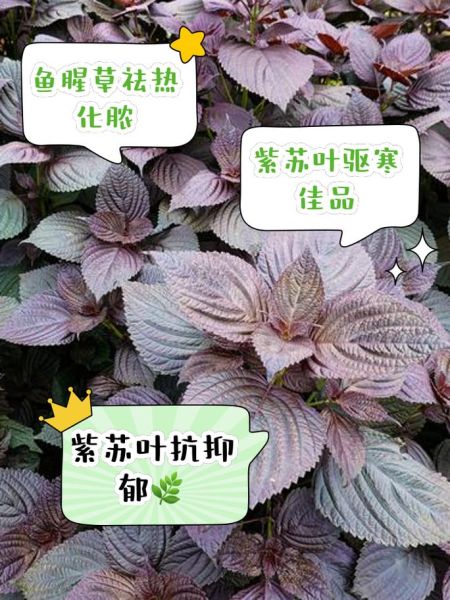 紫苏治什么病效果最好_紫苏叶怎么吃治感冒最快-第3张图片-山城妙识 紫苏治什么病效果最好_紫苏叶怎么吃治感冒最快-第3张图片-山城妙识