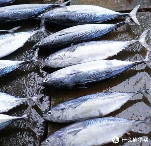 马鲛鱼和鲅鱼的区别_哪个更好吃-第2张图片-山城妙识 马鲛鱼和鲅鱼的区别_哪个更好吃-第2张图片-山城妙识