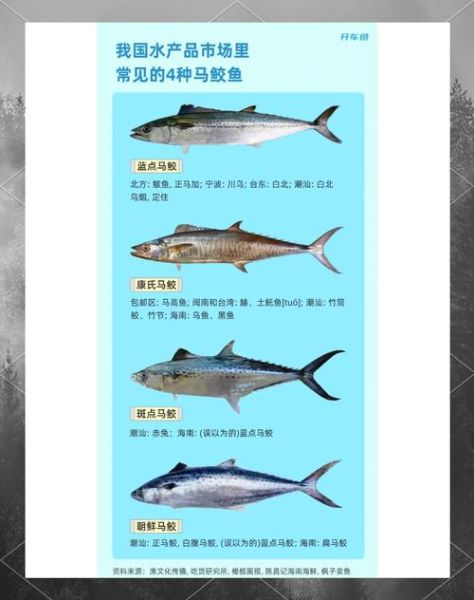 马鲛鱼和鲅鱼的区别_哪个更好吃-第3张图片-山城妙识 马鲛鱼和鲅鱼的区别_哪个更好吃-第3张图片-山城妙识