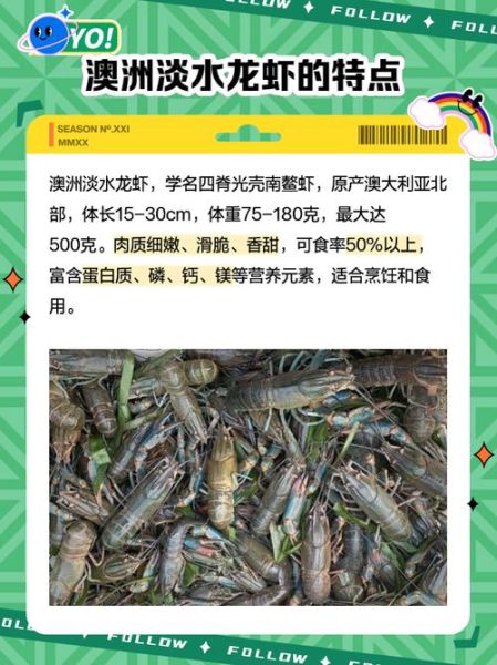 淡水龙虾怎么养_淡水龙虾吃什么-第1张图片-山城妙识