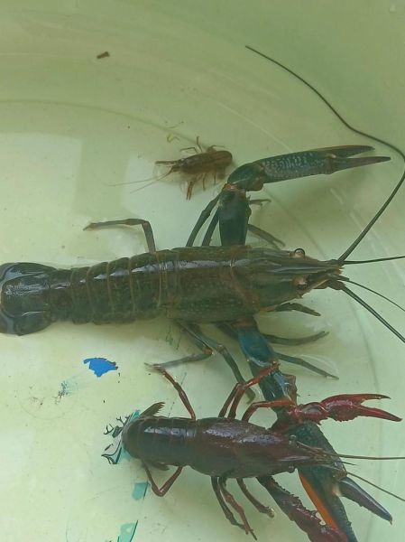 淡水龙虾怎么养_淡水龙虾吃什么-第3张图片-山城妙识