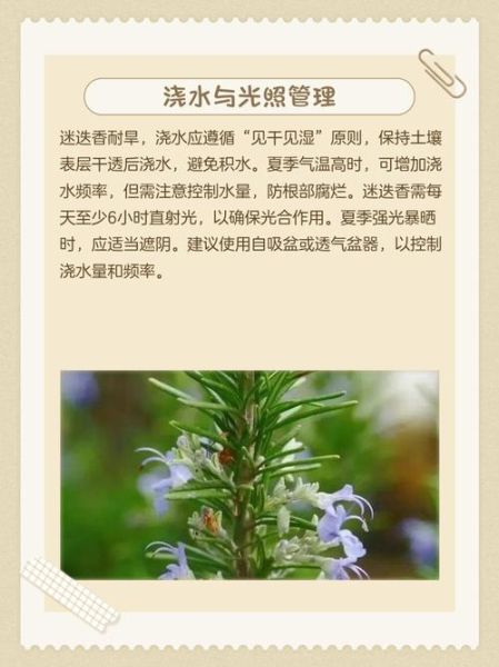 迷迭香怎么种_迷迭香种植方法-第2张图片-山城妙识