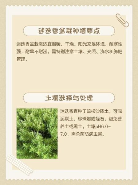 迷迭香怎么种_迷迭香种植方法-第1张图片-山城妙识