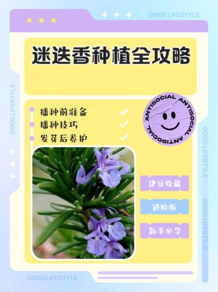 迷迭香怎么种_迷迭香种植方法-第3张图片-山城妙识