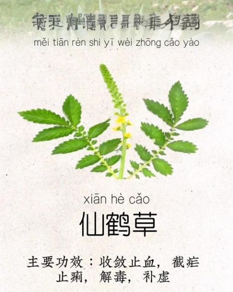 仙鹤草禁忌人群_仙鹤草不能与什么同服-第2张图片-山城妙识