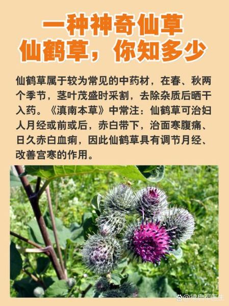 仙鹤草禁忌人群_仙鹤草不能与什么同服-第1张图片-山城妙识
