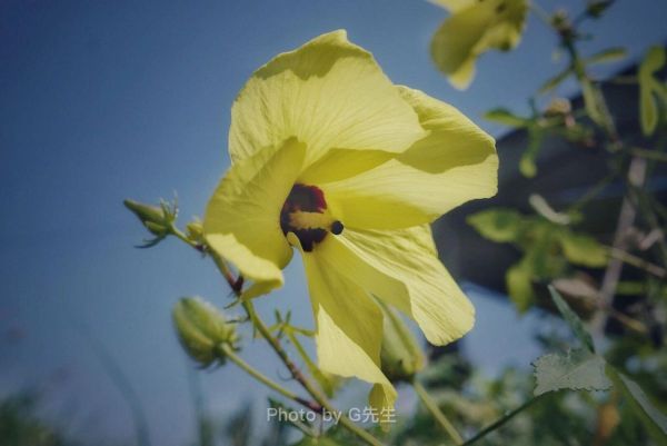 黄秋葵花多少钱一斤_黄秋葵花价格行情-第2张图片-山城妙识