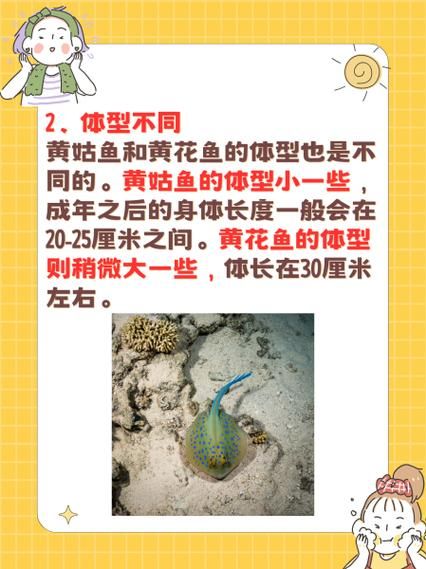 白姑鱼和黄花鱼有什么区别_如何一眼分辨-第1张图片-山城妙识