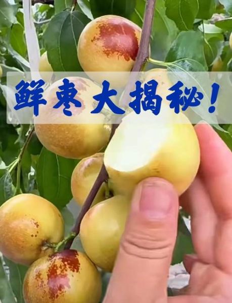 鲜枣的功效与作用禁忌_哪些人不能吃鲜枣-第3张图片-山城妙识