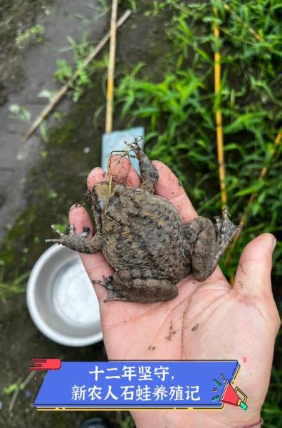 石蛙养殖技术_石蛙场地建造方法-第2张图片-山城妙识