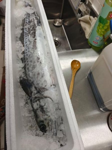 鲅鱼是海鱼吗_鲅鱼属于什么鱼-第1张图片-山城妙识 鲅鱼是海鱼吗_鲅鱼属于什么鱼-第1张图片-山城妙识