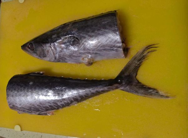 鲅鱼是海鱼吗_鲅鱼属于什么鱼-第3张图片-山城妙识 鲅鱼是海鱼吗_鲅鱼属于什么鱼-第3张图片-山城妙识