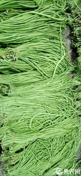 豇豆品种图片大全_常见豇豆品种有哪些-第3张图片-山城妙识 豇豆品种图片大全_常见豇豆品种有哪些-第3张图片-山城妙识