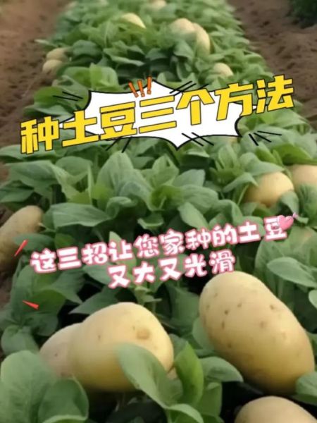 马铃薯怎么种_马铃薯种植技术视频要点-第2张图片-山城妙识 马铃薯怎么种_马铃薯种植技术视频要点-第2张图片-山城妙识