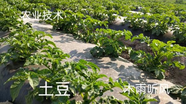 马铃薯怎么种_马铃薯种植技术视频要点-第3张图片-山城妙识 马铃薯怎么种_马铃薯种植技术视频要点-第3张图片-山城妙识