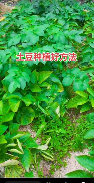 马铃薯怎么种_马铃薯种植技术视频要点-第1张图片-山城妙识 马铃薯怎么种_马铃薯种植技术视频要点-第1张图片-山城妙识